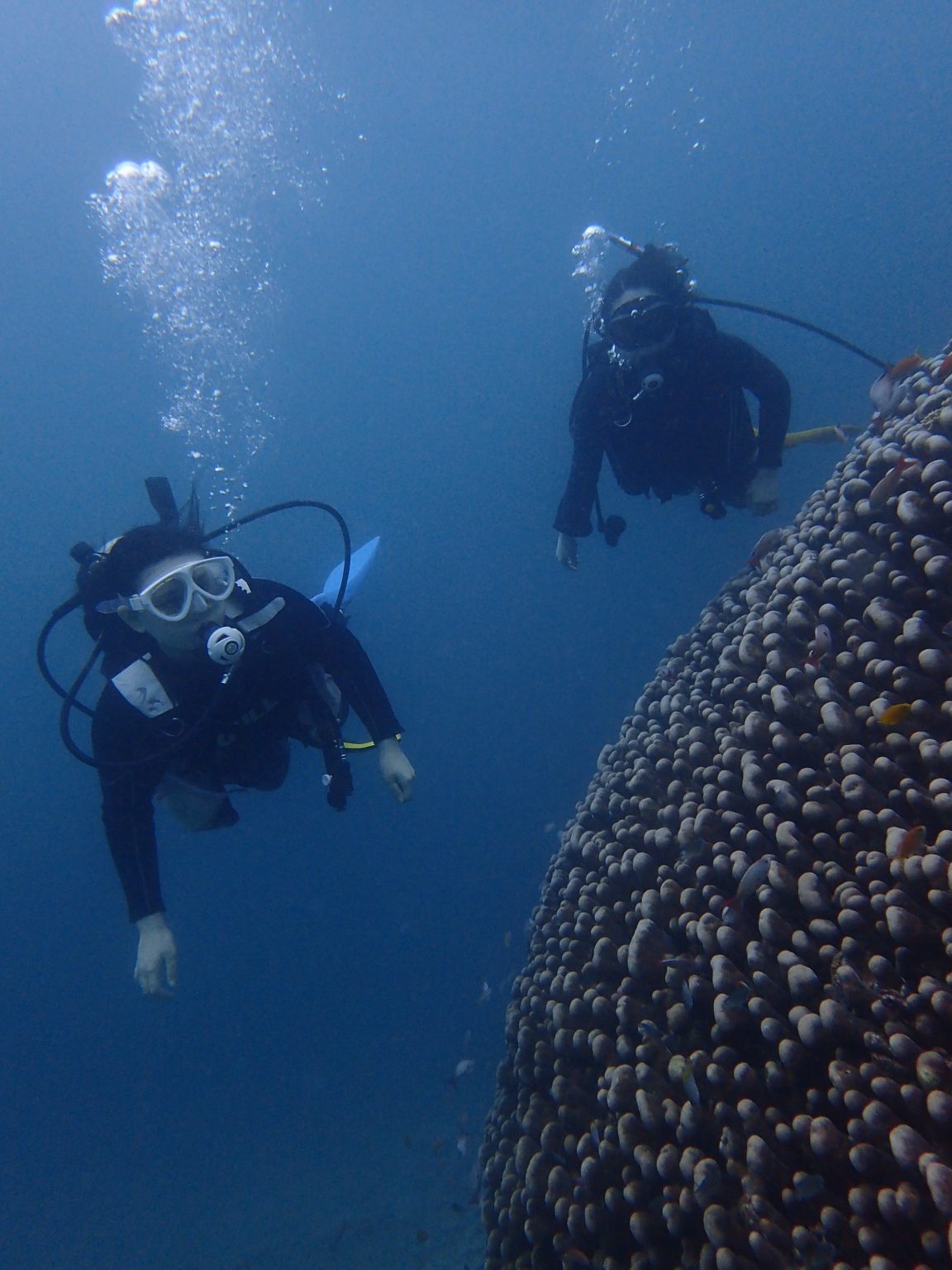 おさらい | 西表島のダイビングサービス。体験ダイビング・ファンダイビング、少人数制の個人店 | GOODDIVE