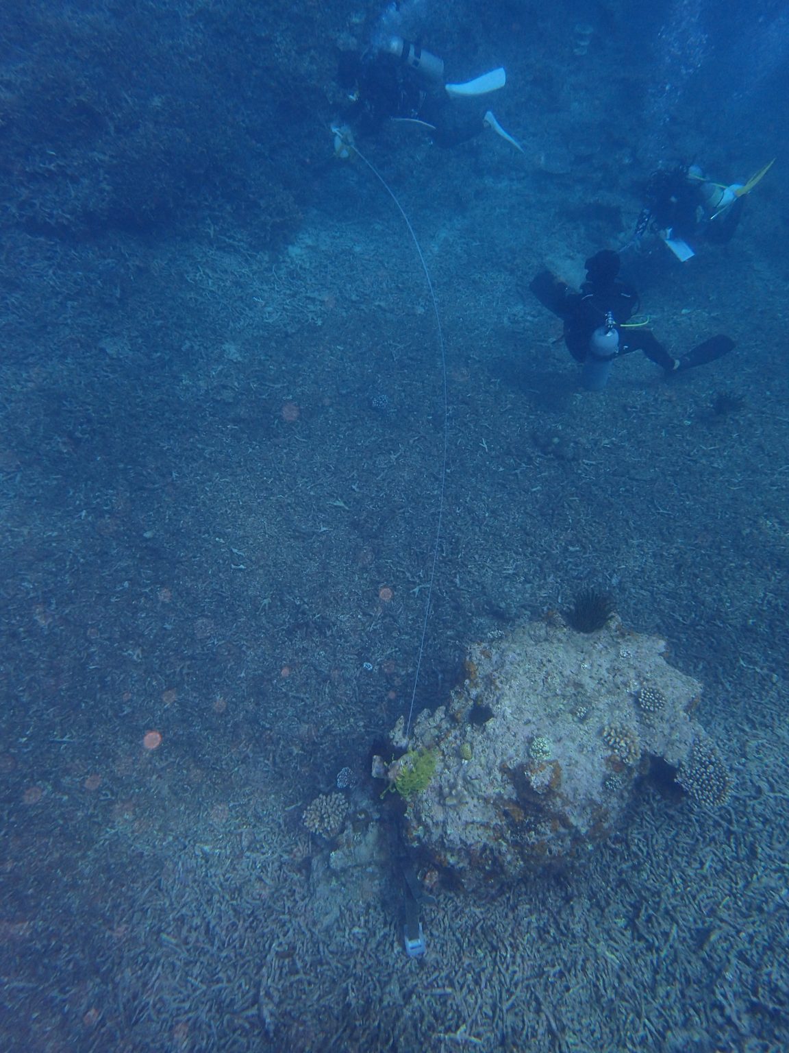 海域モニタリング | 西表島のダイビングサービス。体験ダイビング・ファンダイビング、少人数制の個人店 | GOODDIVE