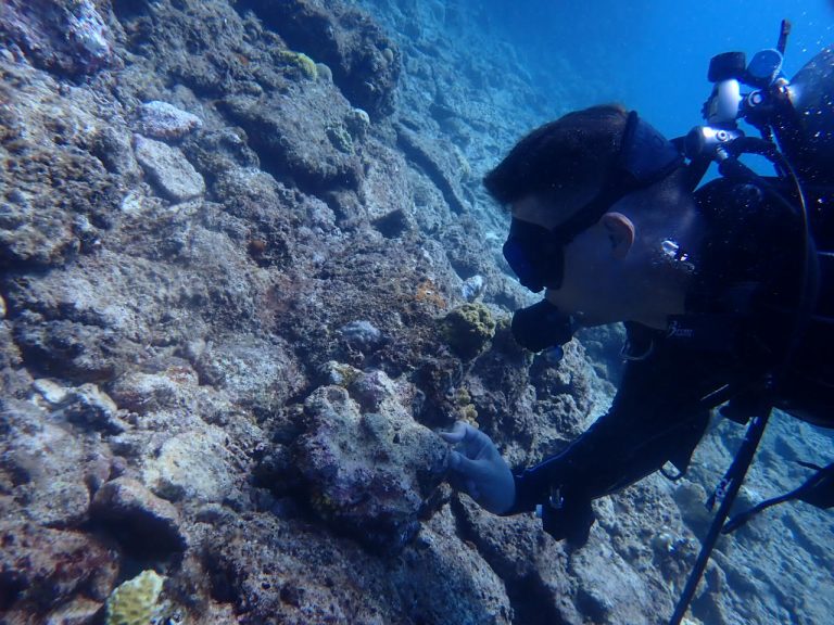 小物好き | 西表島のダイビングサービス。体験ダイビング・ファンダイビング、少人数制の個人店 | GOODDIVE